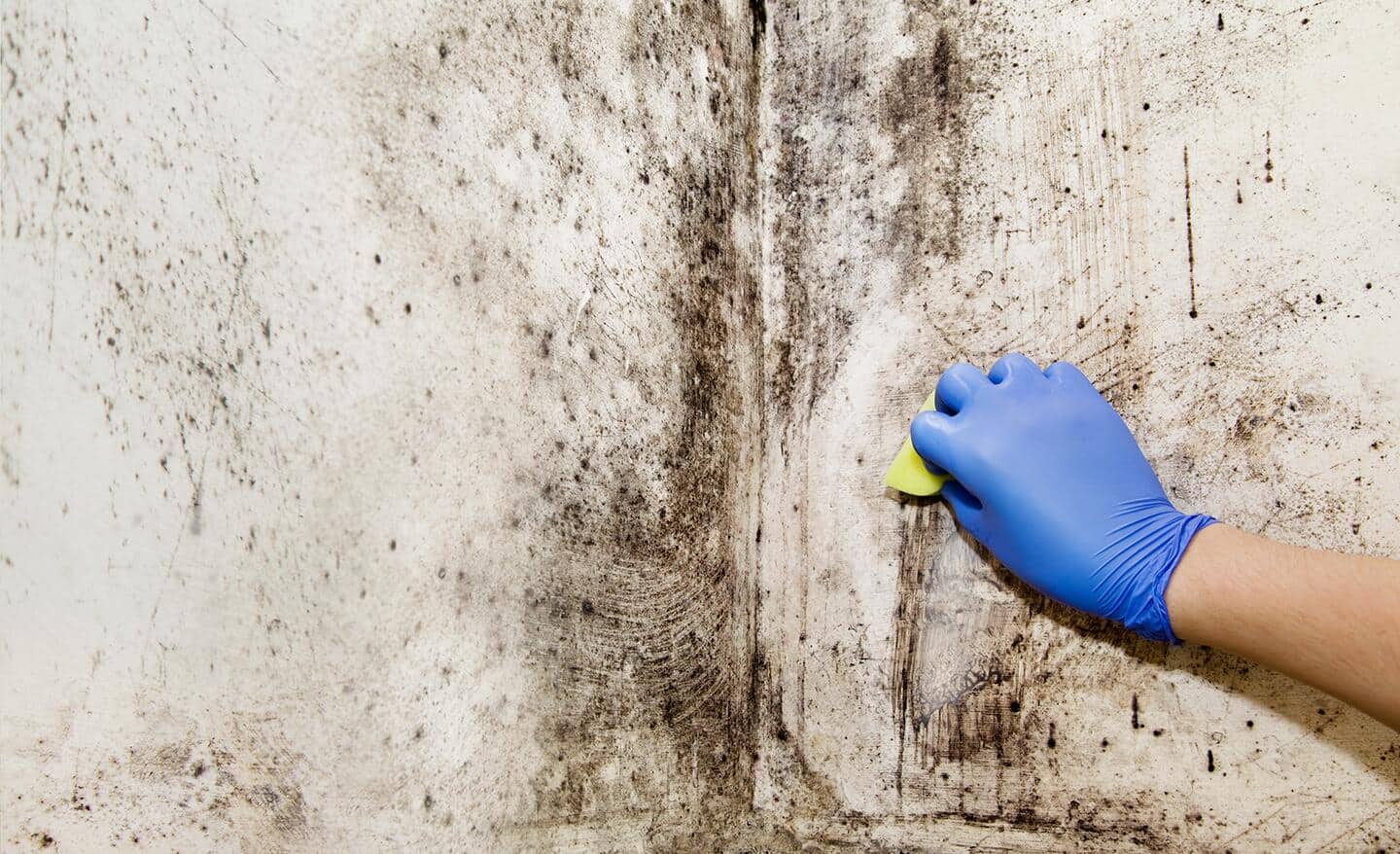 Mold clean up store